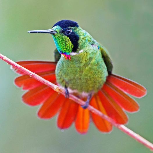 Birdwatching Chapada Diamantina - Discover Chapada Turismo | Agência de ...